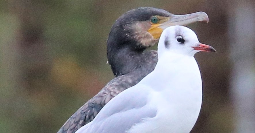 Oxon Birding Blog: Colour ringed Black-headed Gull