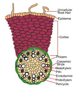 Standard Note: Internal structure of Monocot root