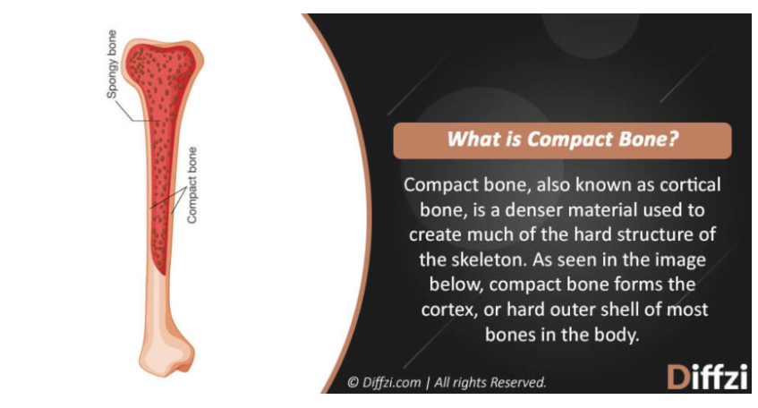 Science E-Learning: Chapter 6: Movement (Comparing the strength of the ...