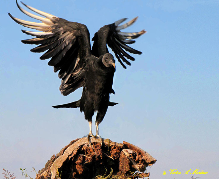 Aves de mi región santafesina: JOTE CABEZA NEGRA - Coragyps atratus