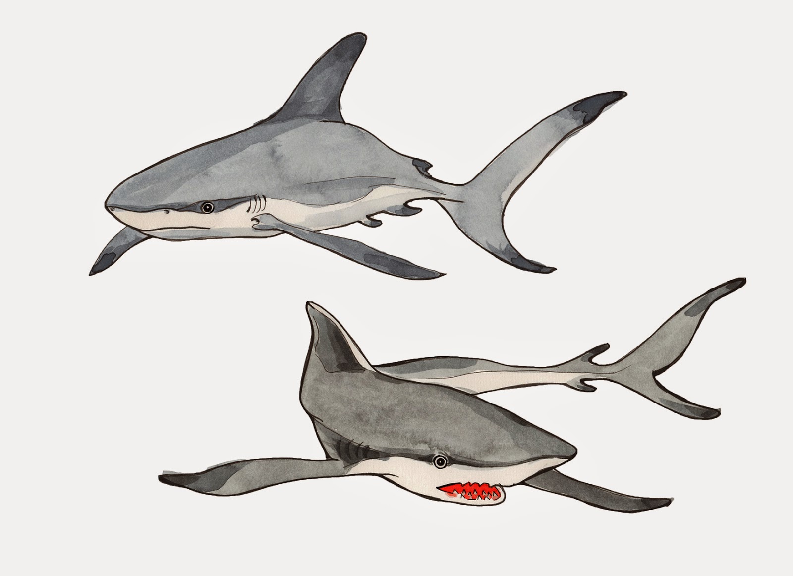 Garibaldi and The Farallon Egg War: Radioactive Farallon Sharks