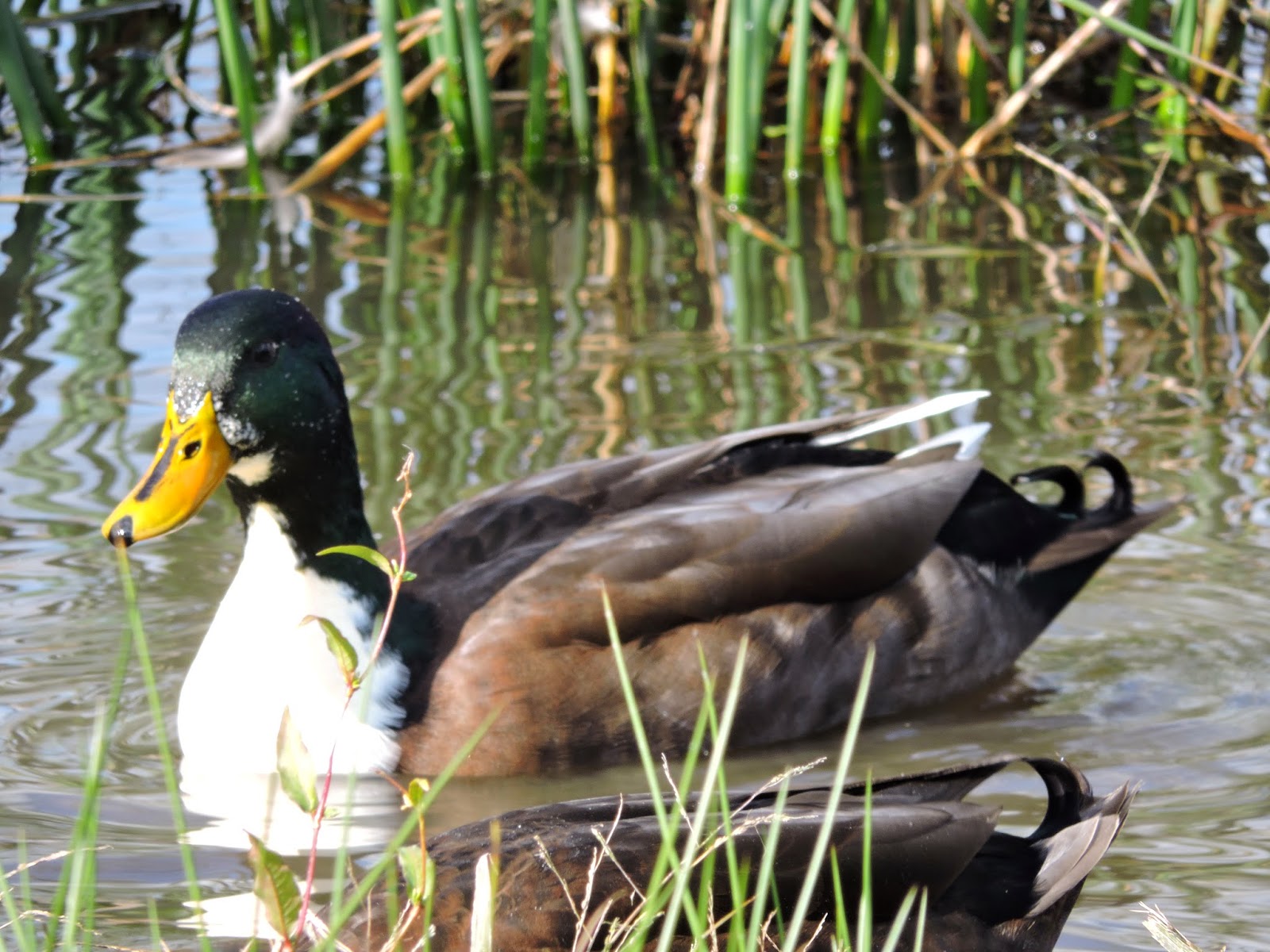 O que escolhemos: Pato-real do Canadá/ Wild ducks from Canada
