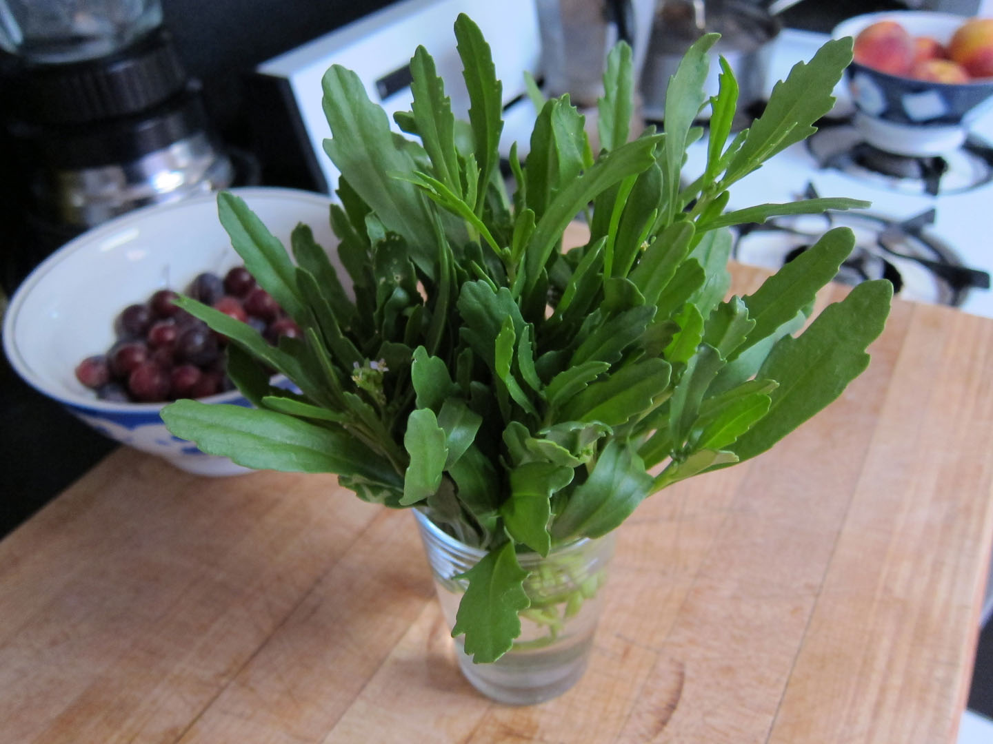 66 Square Feet (Plus): Sea rocket for supper