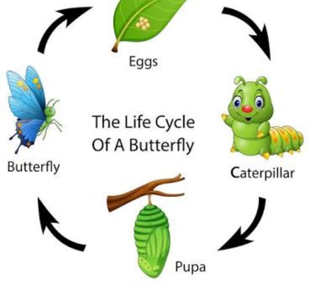 FiNd EvErYtHiNg: ANATOMY OF ADULT BUTTERFLY