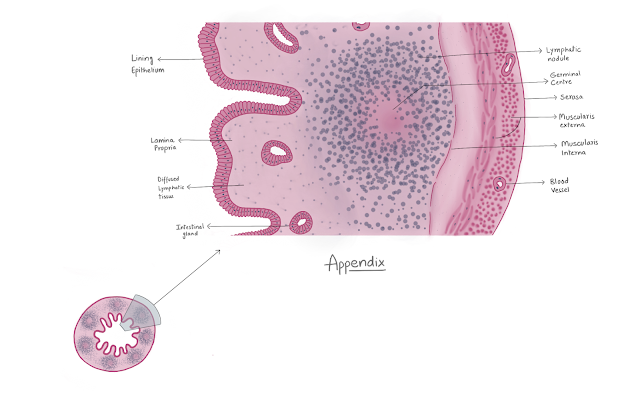 Large Intestine: Colon Wall (T.S.)