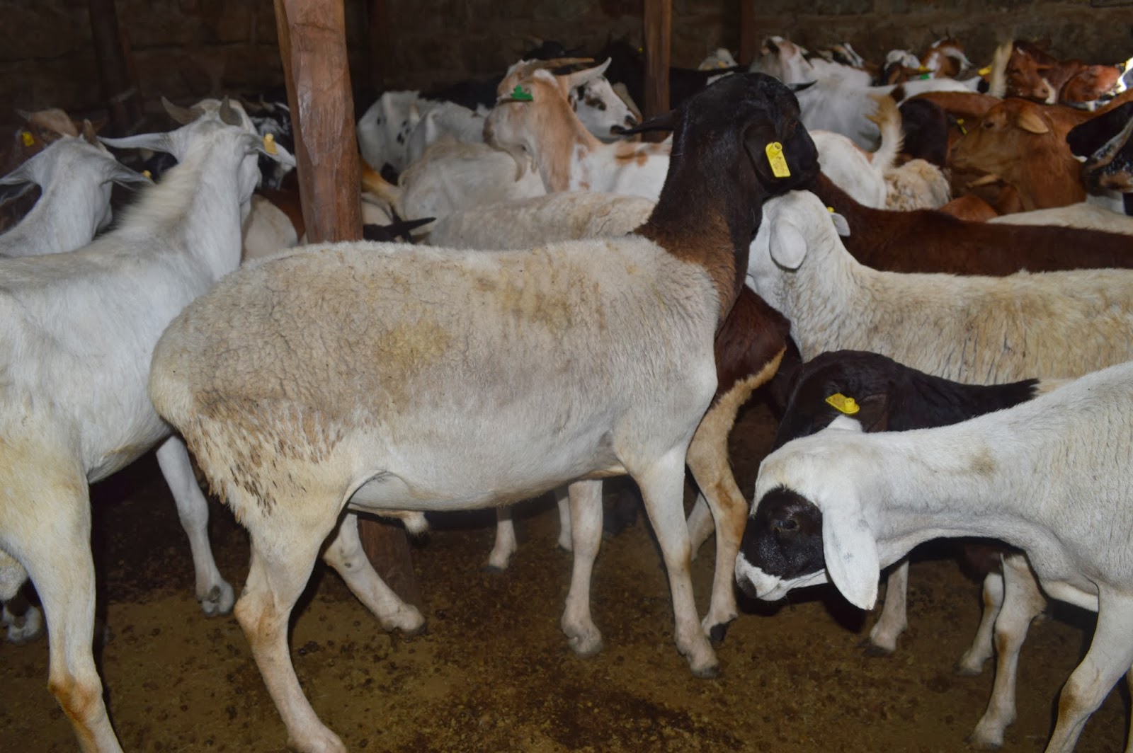 Young Champions in Agribusiness: Young Couple Eyes Huge Returns from ...