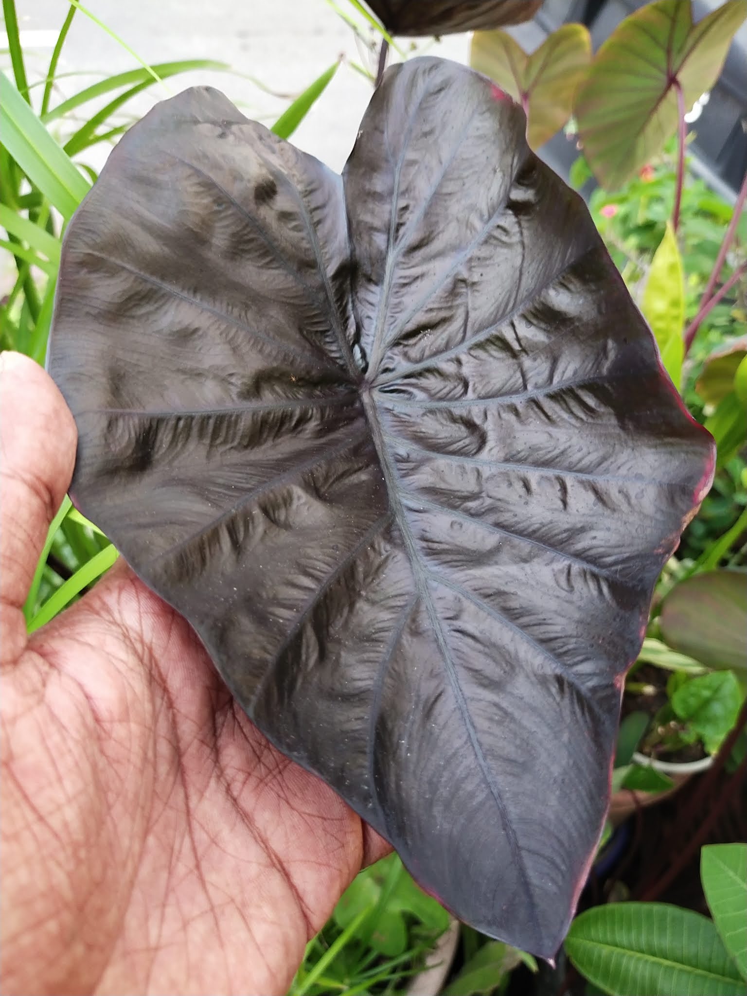 Garden Chronicles of James David: Colocasia esculenta 'Black Ripple'