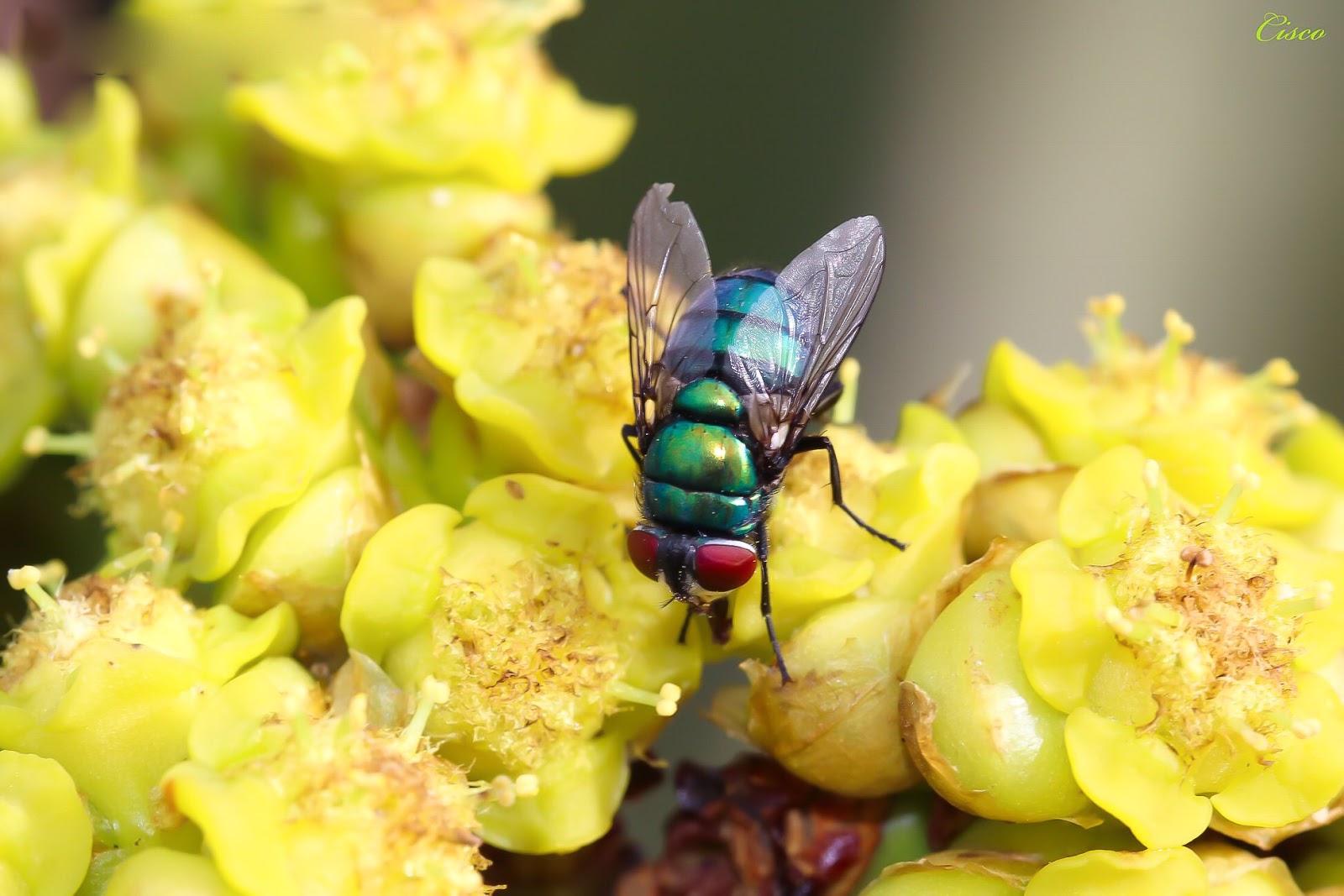 Cuaderno de campo. Naturaleza de Canarias: Chrysomya Sp