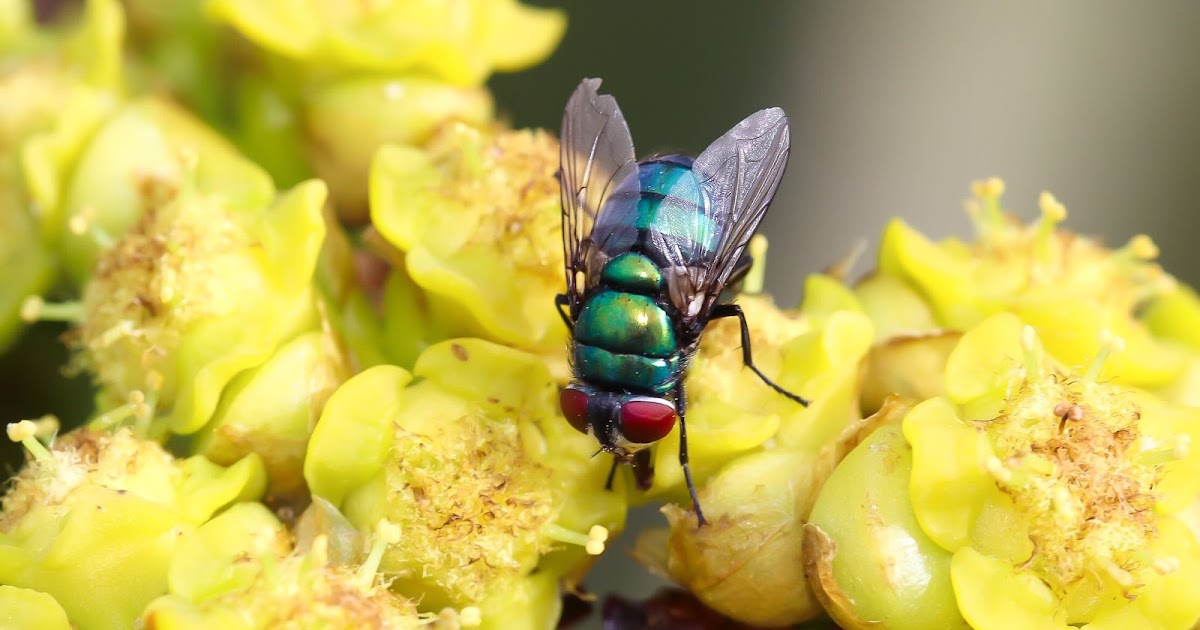 Cuaderno de campo. Naturaleza de Canarias: Chrysomya Sp