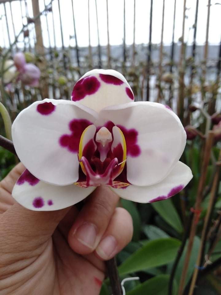 Tips memadukan tanaman hias anggrek dengan taman minimalis ataupun ...