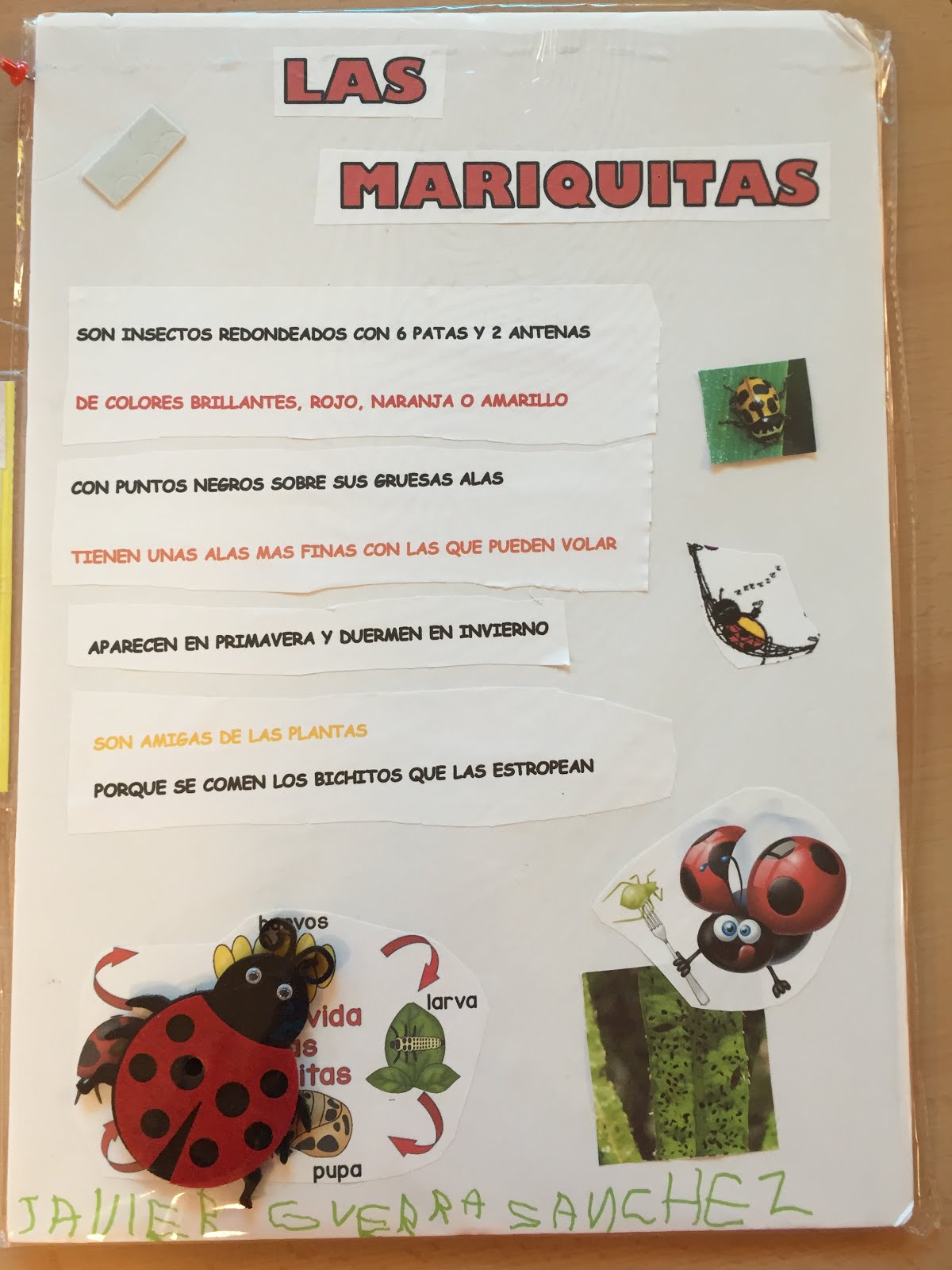 ELMER Y COMPAÑÍA: La mariquita I: muchas cosas que aprender