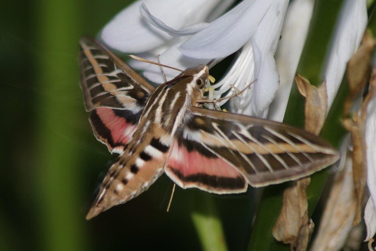 Sarah Lynn's Nature's Splendor: Photos: White-lined Sphinx, Hyles lineata
