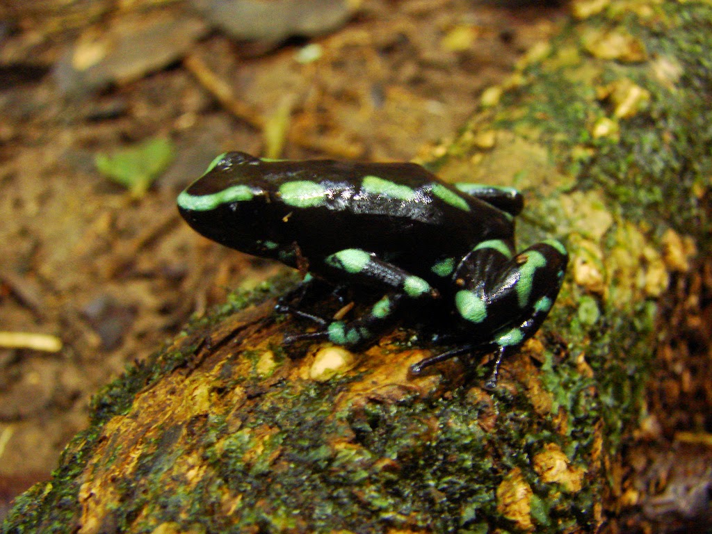 Dendroland: Dendrobates Auratus, sus morphos y variedades de color.