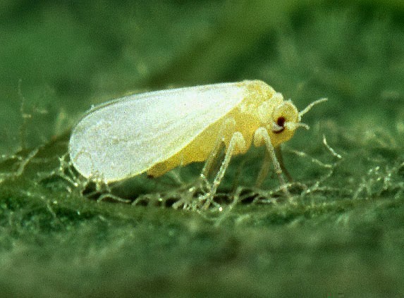 HOW TO CONTROL WHITEFLY ON TOMATO PLANTS |The Garden of Eaden