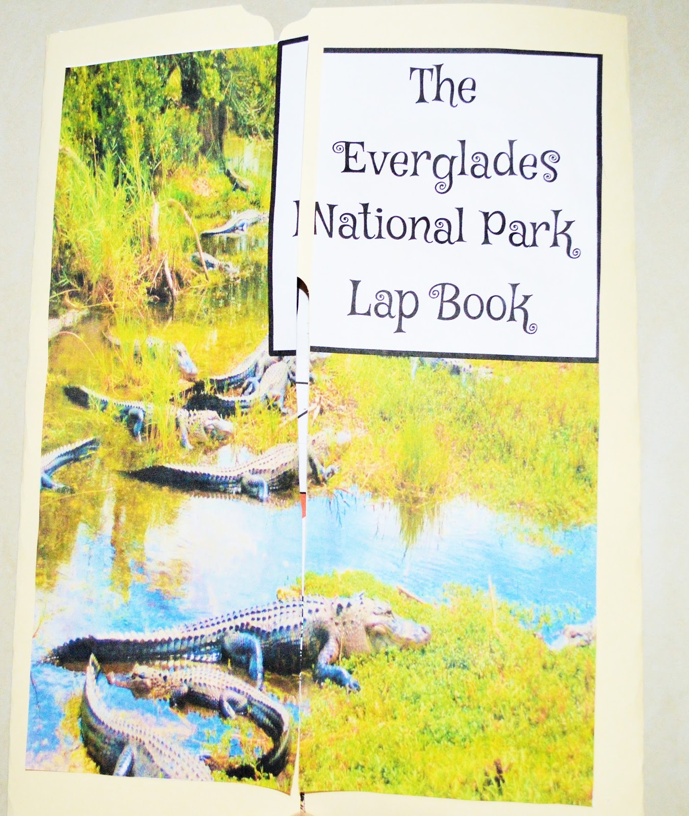 The Hermit Crabs Homeschool: Everglades National Park Lap Book