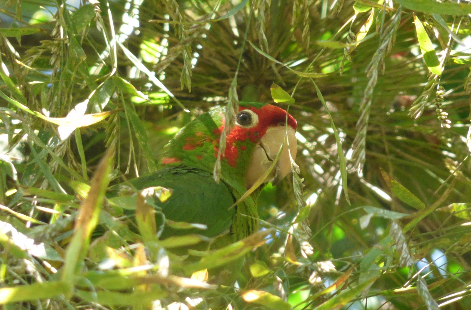 Birds on the brain: Birding Bolivia