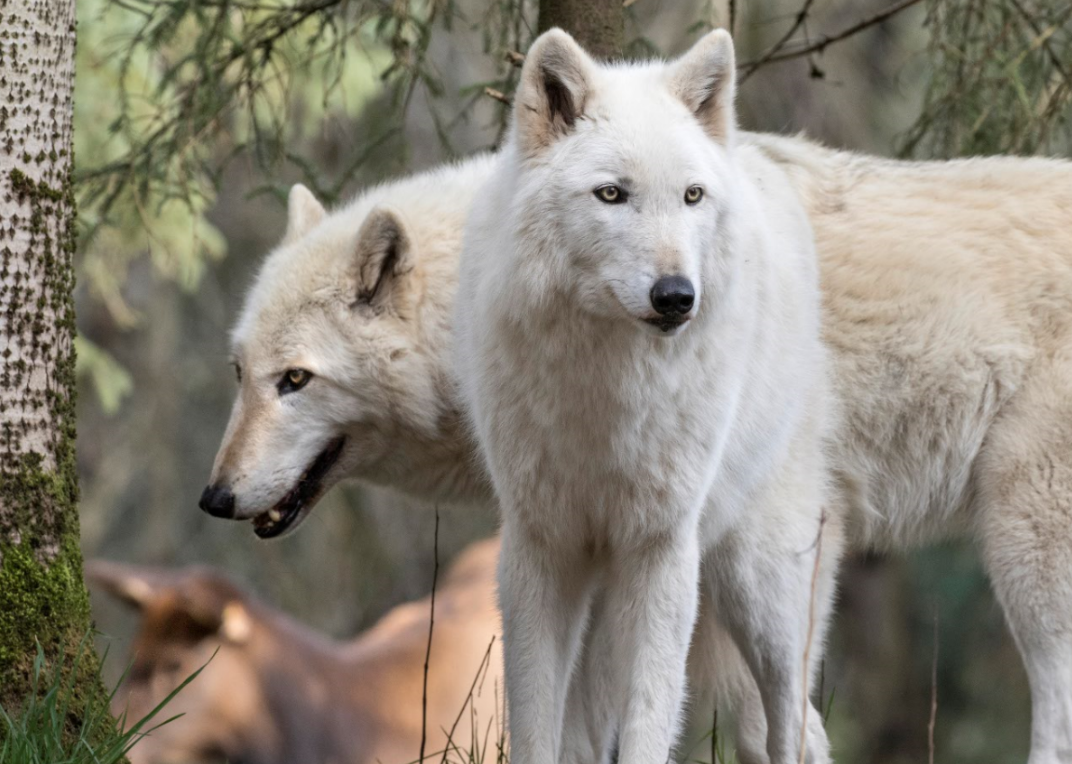 Wolf sisters celebrate 11th birthday, we celebrate wolf recovery