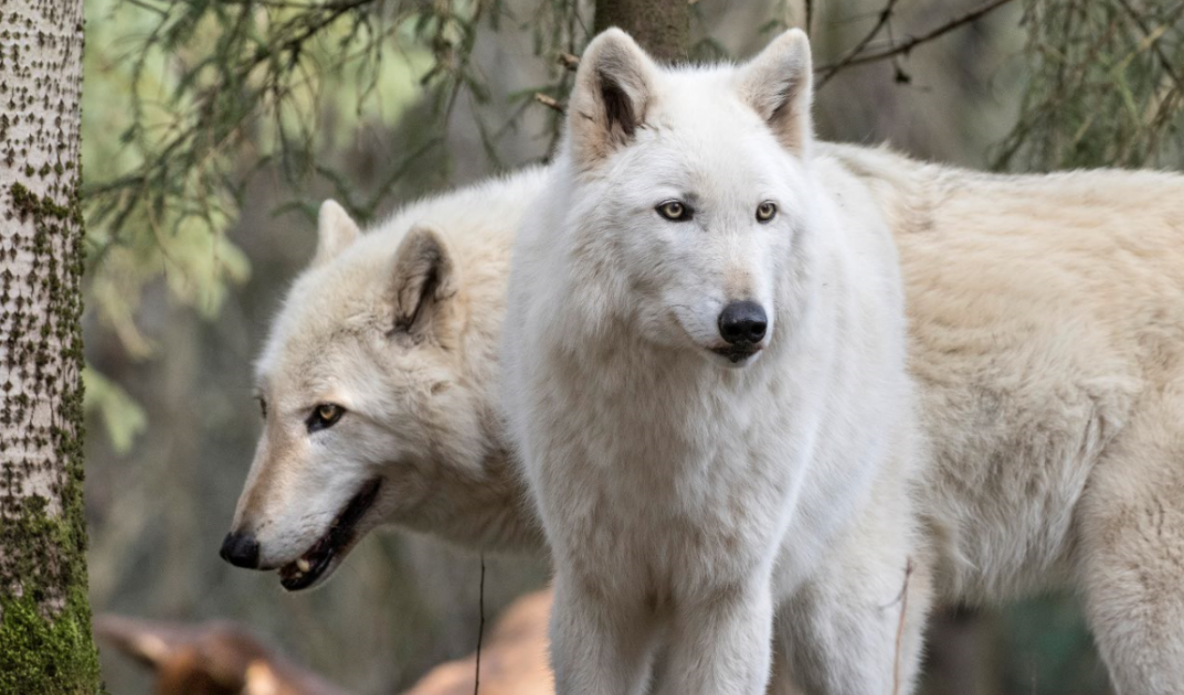 Wolf Sisters Celebrate 11th Birthday We Celebrate Wolf Recovery wolf-sisters-celebrate-11th-birthday-we-celebrate-wolf-recovery