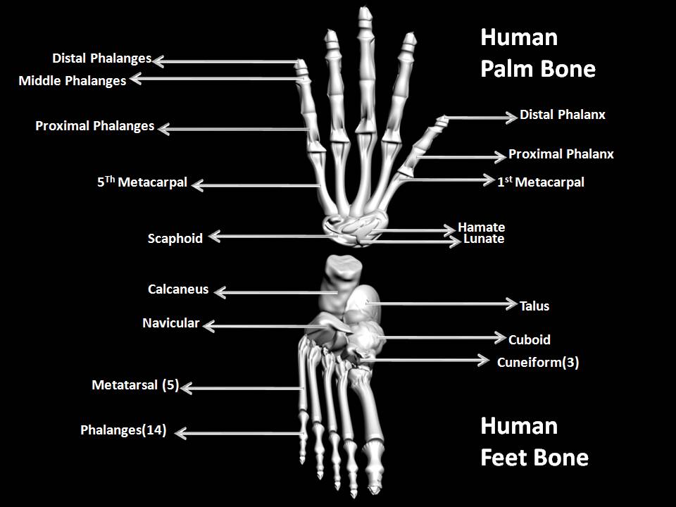 Manash (Subhaditya Edusoft): Human Skeleton System : Boney Inner ...