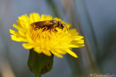 Pescalune Photo: A little summer bee