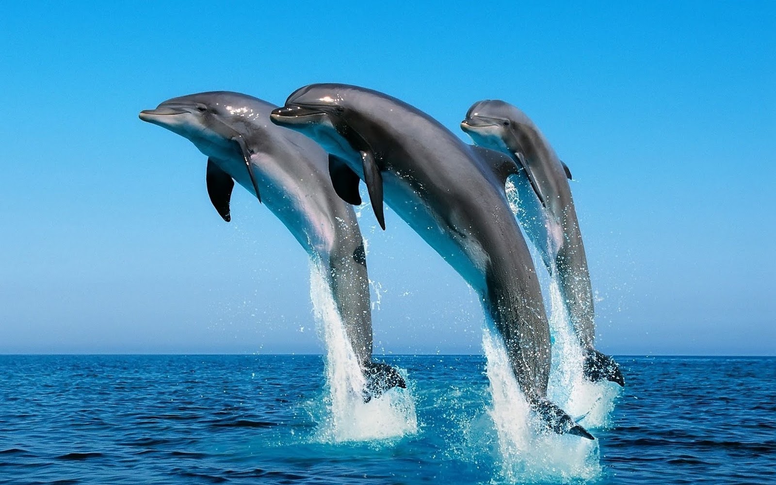Raghu's column!: All about Dolphins, and my Video of the Dolphin Show ...