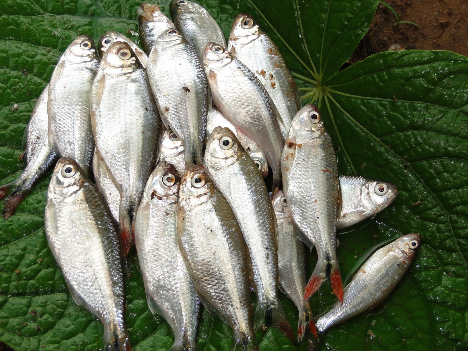 Blog do Ademir Carosia: Lambari-do-rabo-vermelho