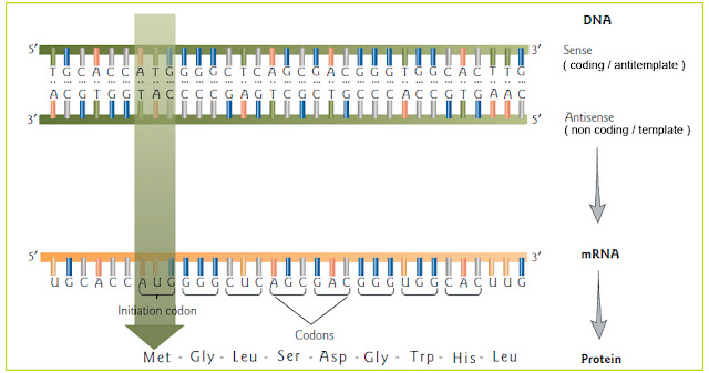 Perbedaan Sense, Antisense, Template dan Anti-template - Biologizone