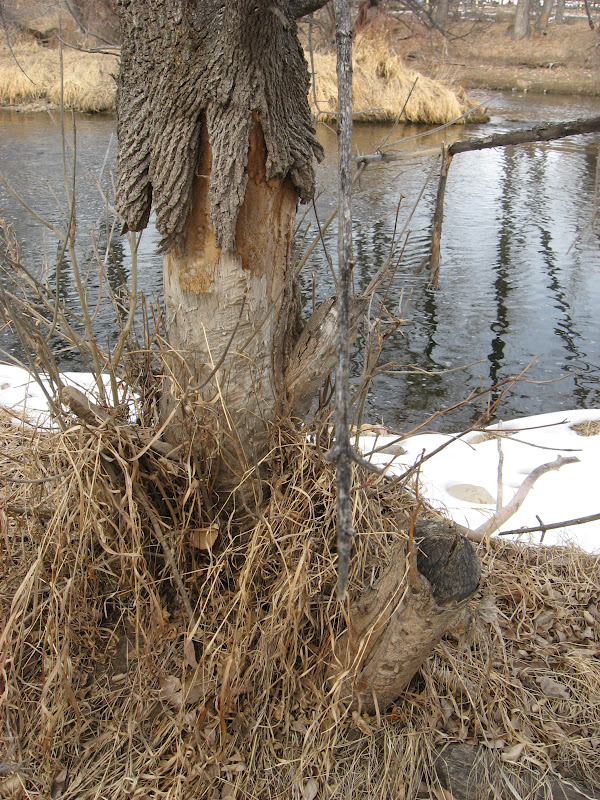 Survival in the Wasteland: Sweetwater and th' Gang pt.2