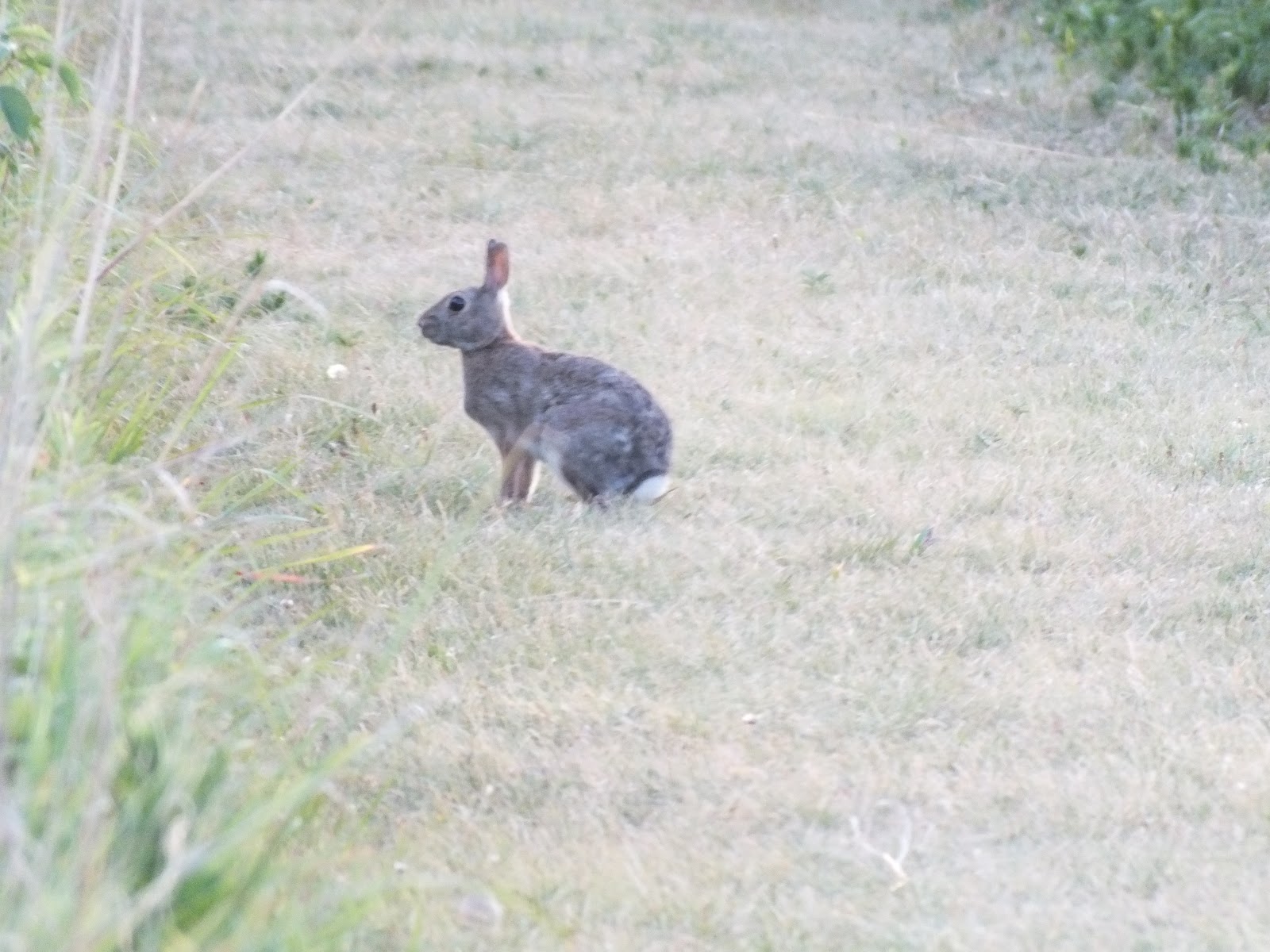 Kelly Manktelow: Animals of the Tall Grass Prairie