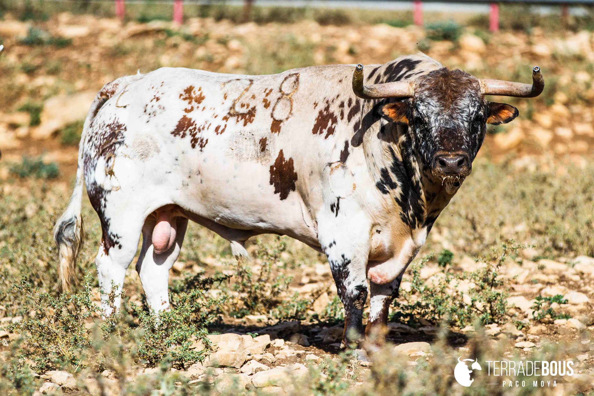 PELAJES DEL TORO DE LIDIA: PINTAS SARDAS