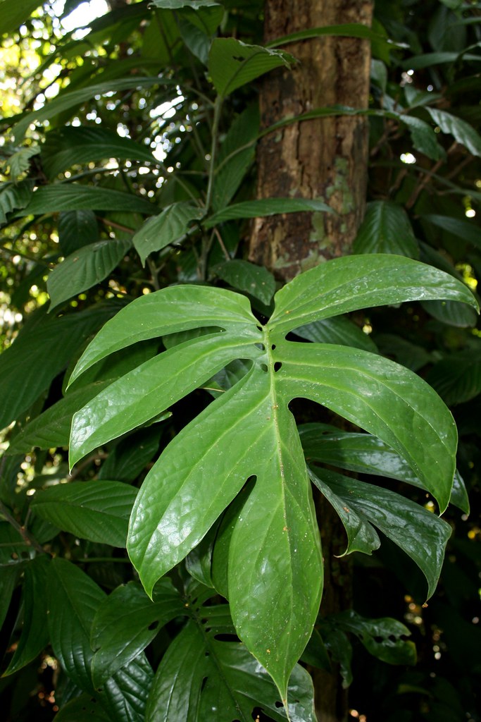 Amydrium medium - Spiderman Monstera care and culture | Travaldo's blog