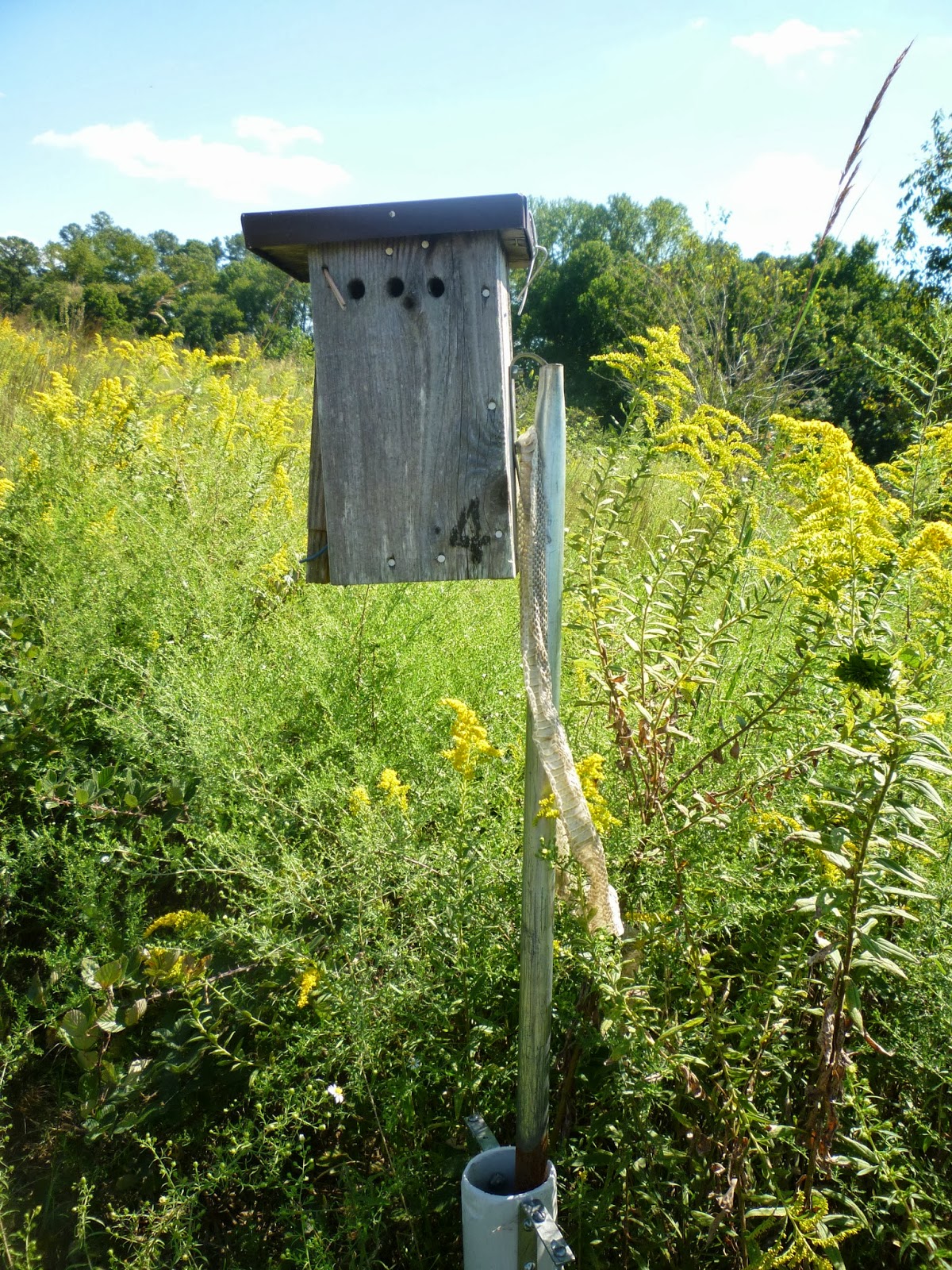 From Bluebirds to Turtles: Bird Nesting Box Surprise!