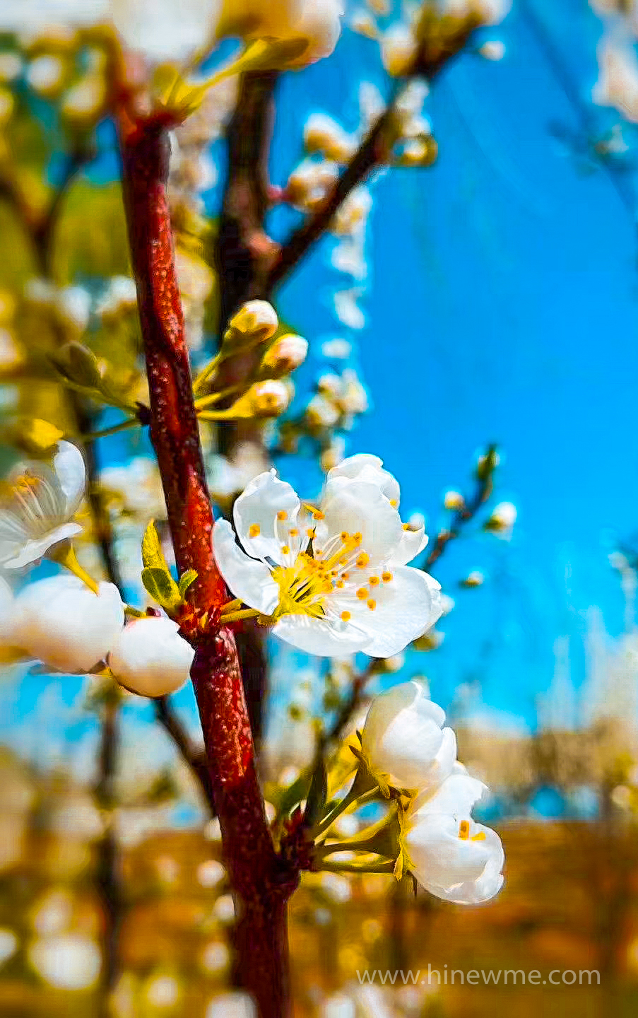 11 flower landscape photography tips，50pictures, come to see my tips ...