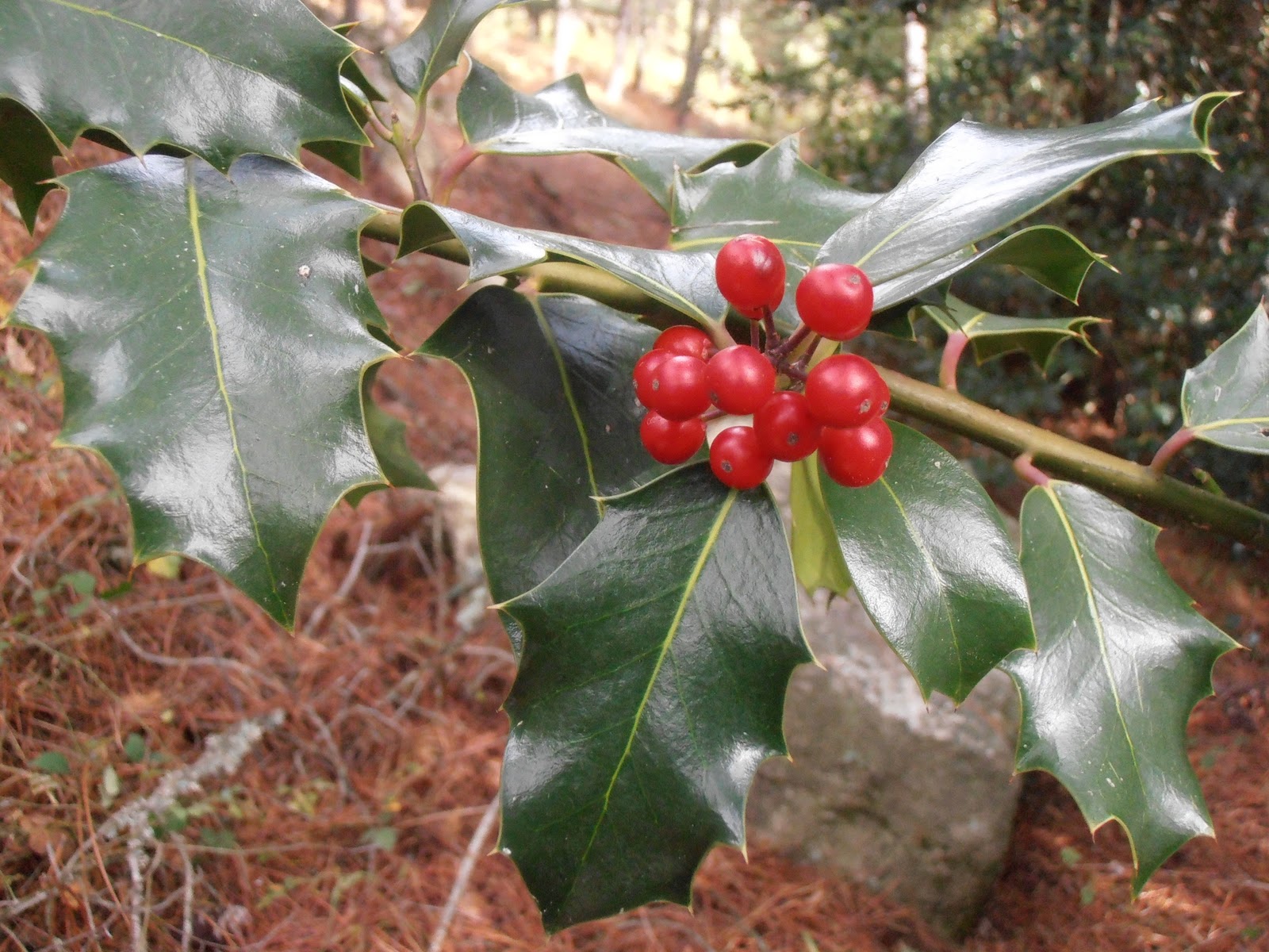 Entre plantas y bichos: Ilex aquifolium (Acebo)
