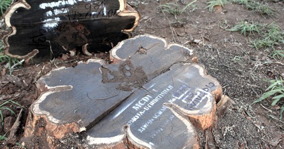 Clarinet Cache: The Mpingo Tree