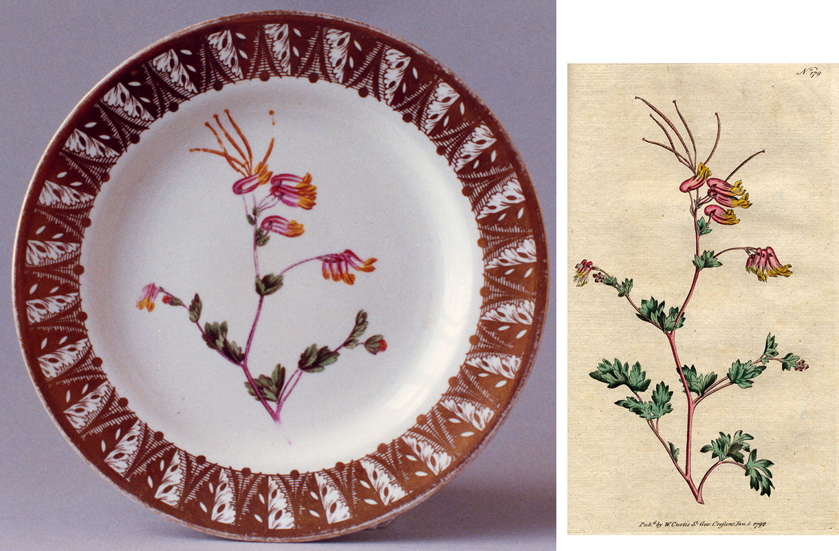 Spode History: Spode's pattern 1100 and Curtis's Botanical Magazine