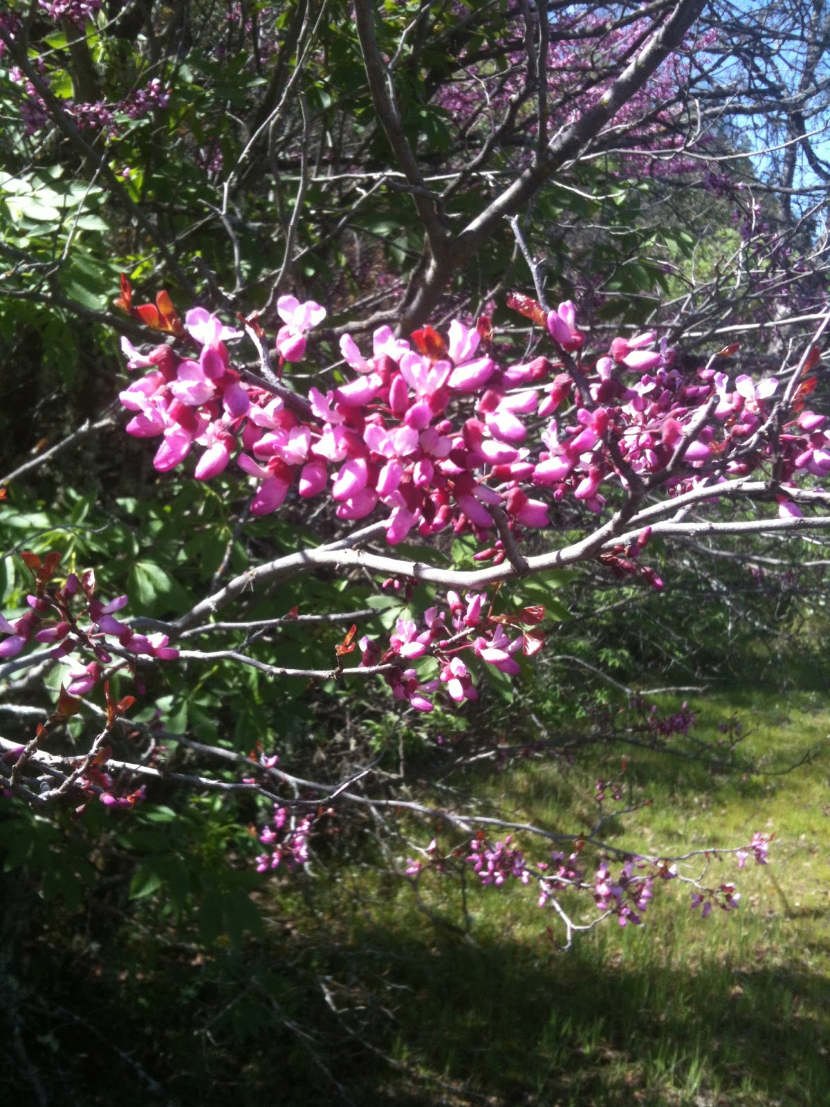 Western Red Bud :: Nature Study - Eva Varga
