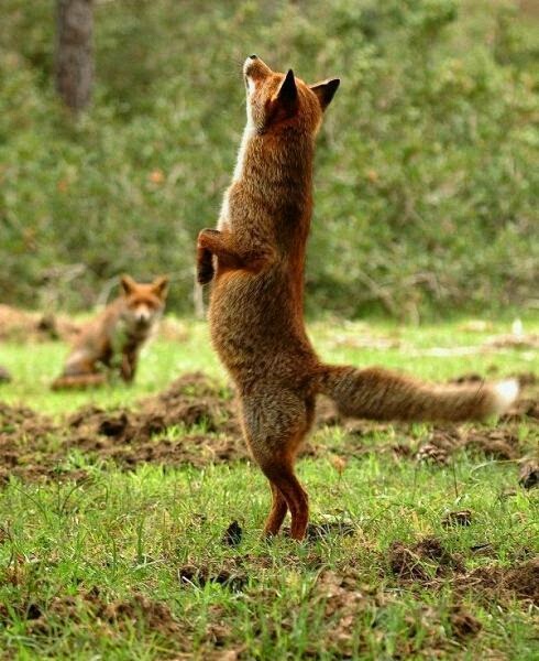 fluffybutts: tall fox