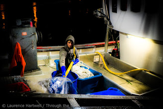 Through the Gaps! - Newlyn Fishing News: Sardine man Dan braves out ...