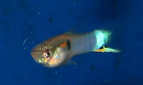 Swordtail Guppies: Asian Blau Japan Blue Swordtails