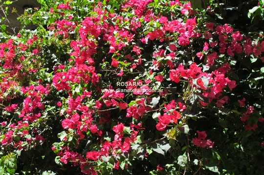 Diana Teran : ¿ Conocen esta hermosa flor y planta? Se llama Santa Rita ...