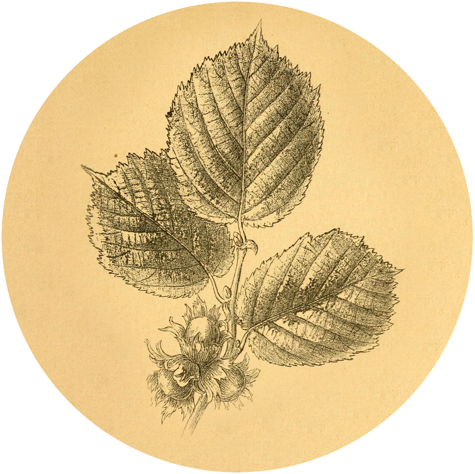 The Prop Solve : Hazel: The Essential Tree of the British Countryside