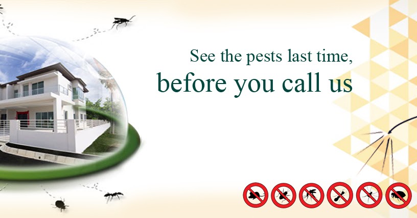 The Important Benefits of Regular Pest Control in Model Town