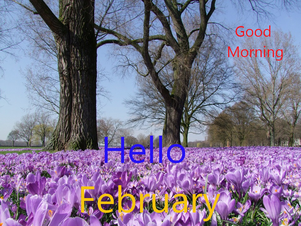 Top 10 Good Morning Hello February Images greating Pictures,Photos for ...