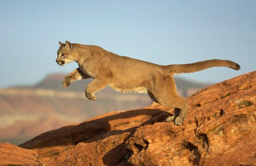 Puma Animals in United States Mountain