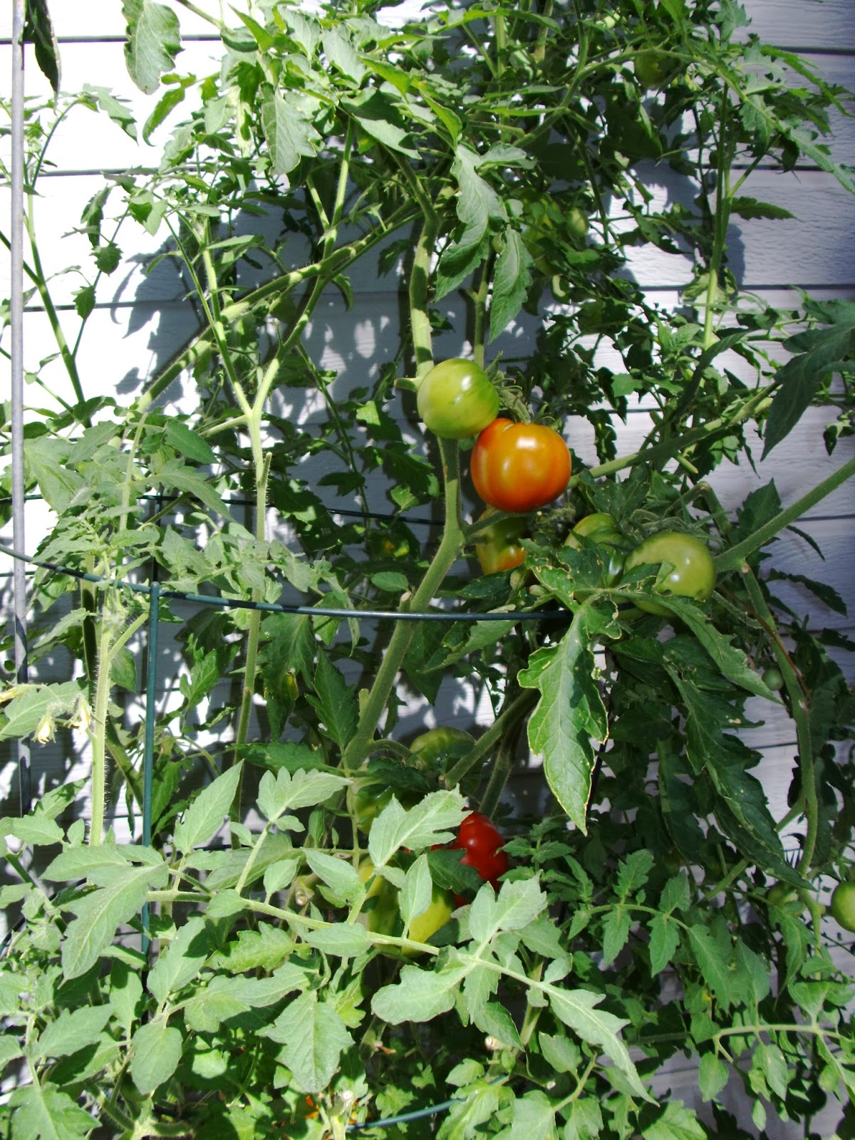 HIGH COUNTRY GARDENER: THE PERILS AND GLORIES OF TOMATOES