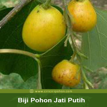 Cara Menyiapkan Bibit Pohon Jati Putih (Gmelina arborea) Agar Tumbuh ...