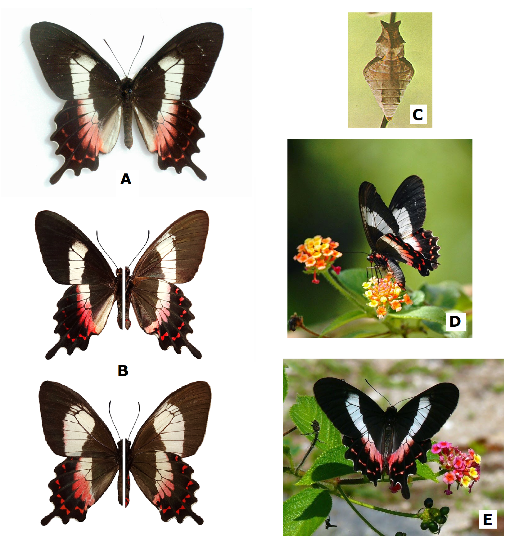 BIOLOGIA PARA A VIDA : ARTRÓPODES