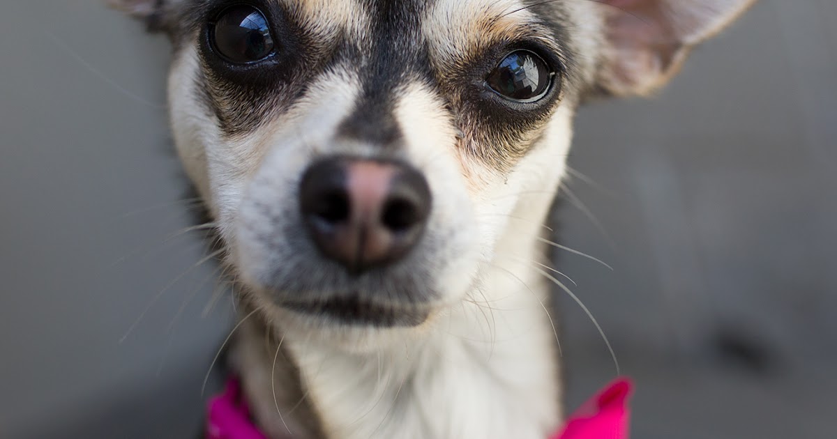 Shelter Dogs of Portland: "PIP" the best little Pup