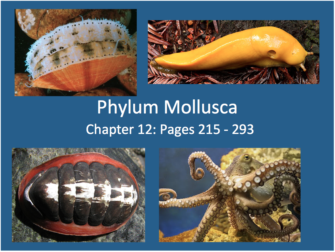 ONU Invertebrate Zoology: Lecture - Phyla Nematoda and Mollusca